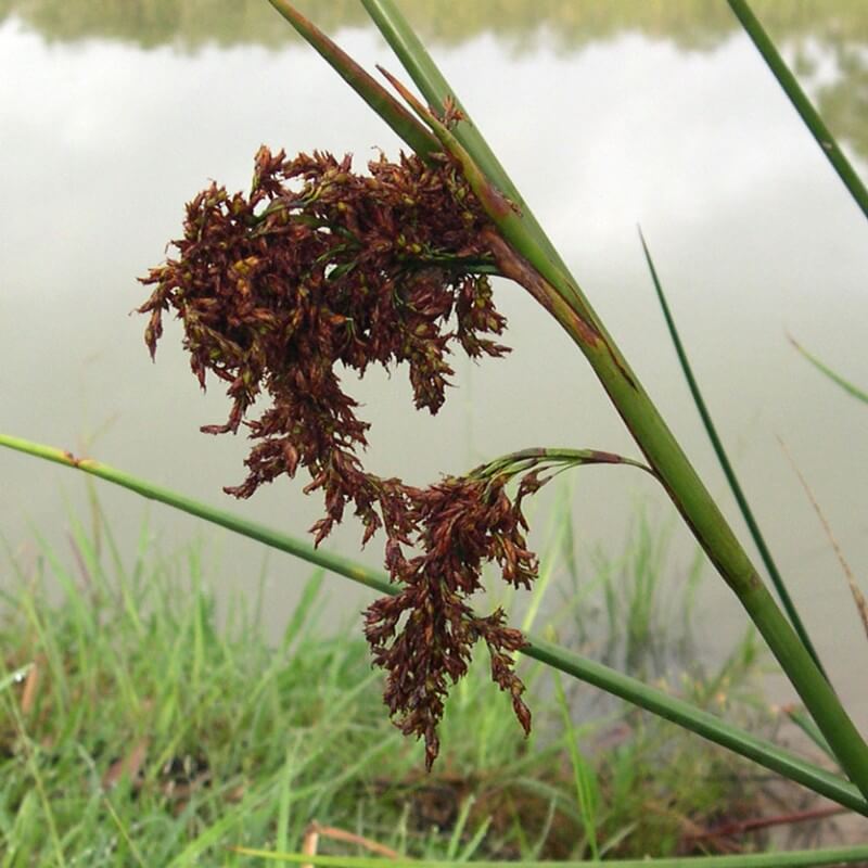 JOINTED TWIG RUSH – The Plant Hub