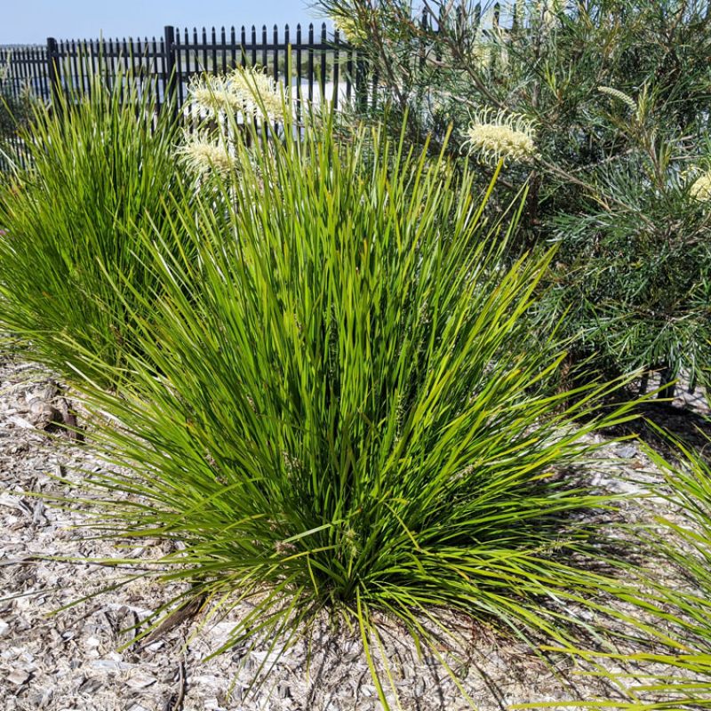 LOMANDRA 'LIME TUFF' – The Plant Hub
