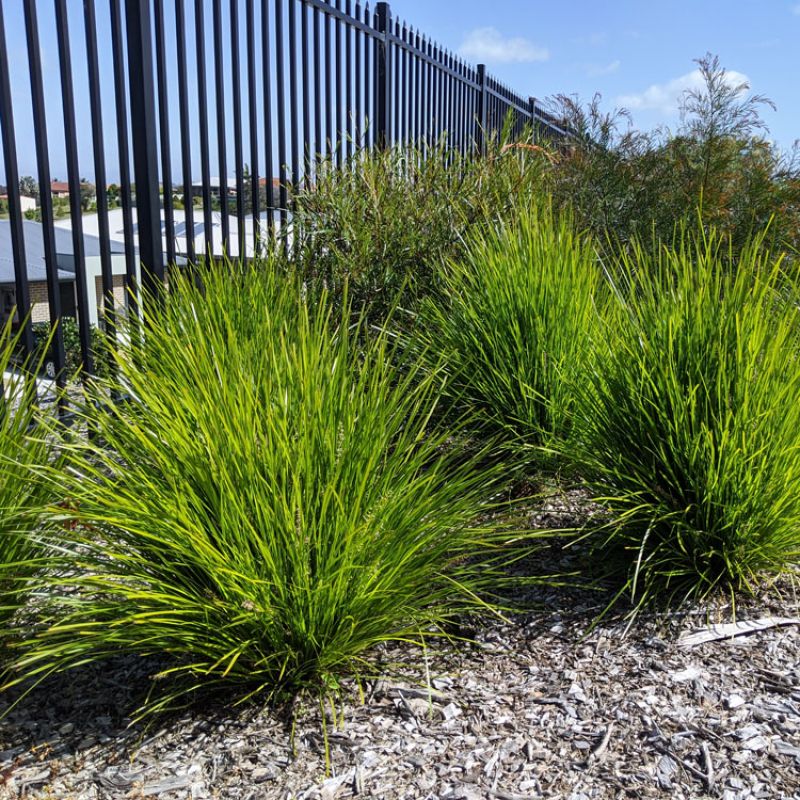 LOMANDRA 'LIME TUFF' – The Plant Hub
