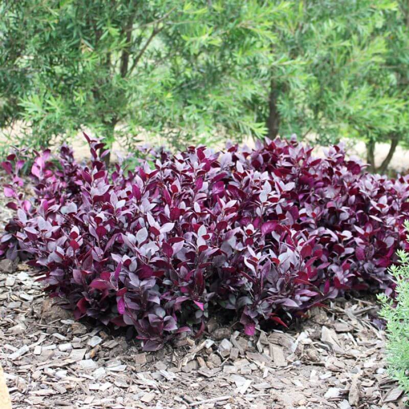 ALTERNANTHERA LITTLE RUBY ™ – The Plant Hub