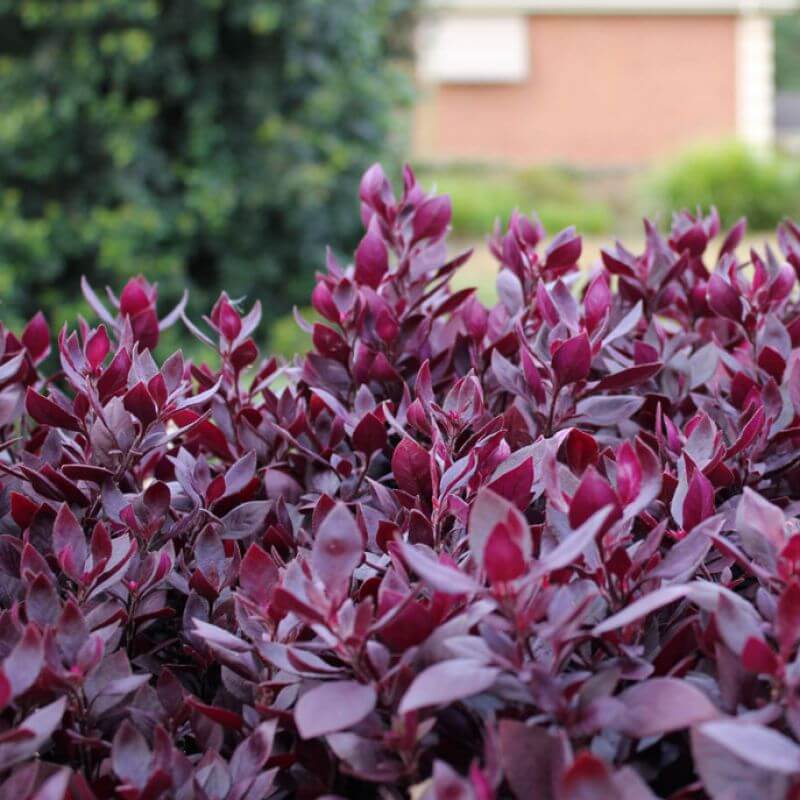 ALTERNANTHERA LITTLE RUBY ™ – The Plant Hub
