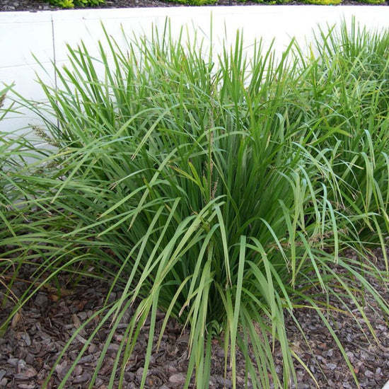 MAT RUSH 'SELECT FORM' – The Plant Hub