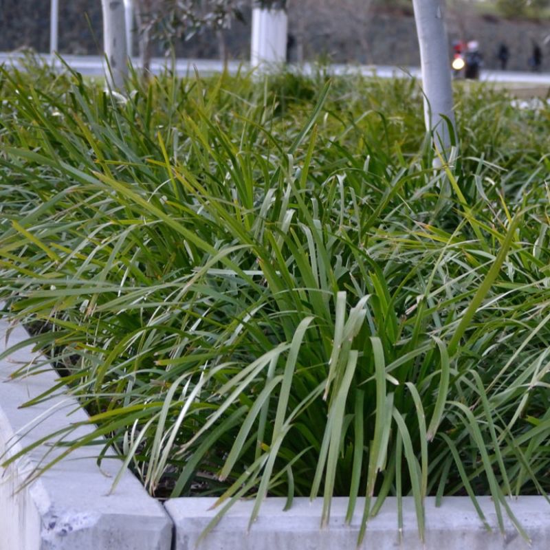 MAT RUSH 'SELECT FORM' – The Plant Hub