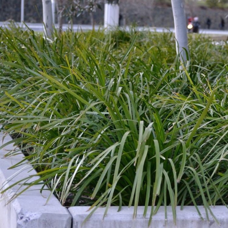 MAT RUSH 'SELECT FORM' – The Plant Hub