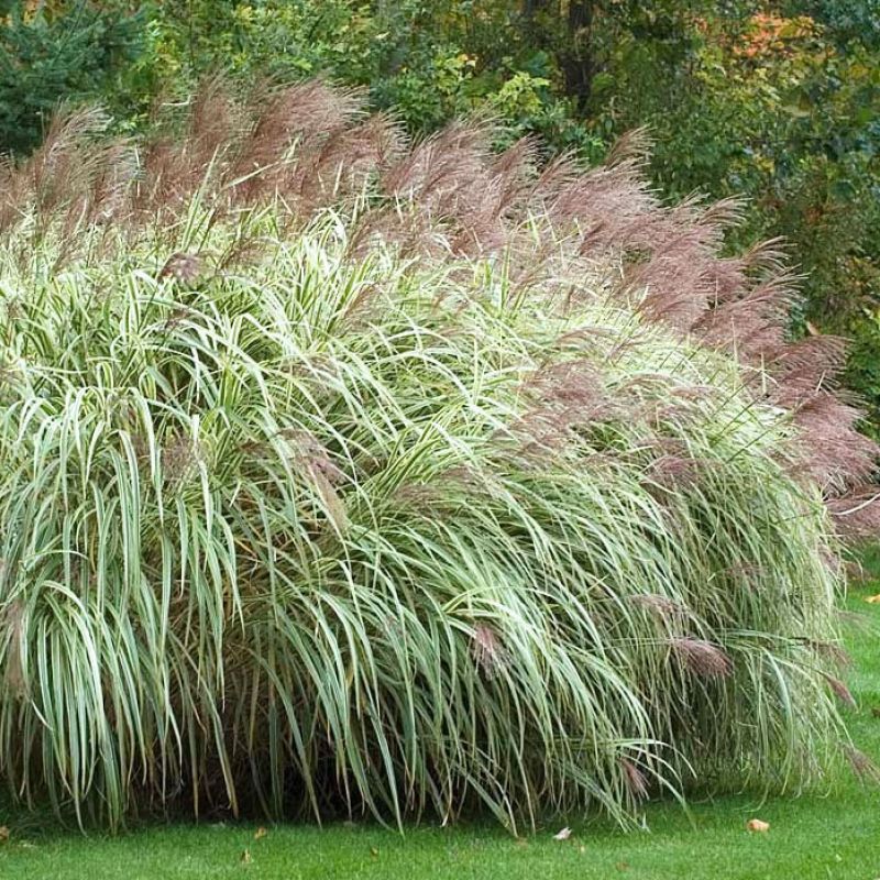 SILVER GRASS - MISCANTHUS SINENSIS – The Plant Hub