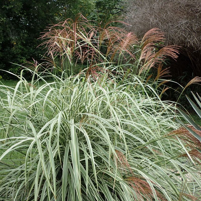 SILVER GRASS – The Plant Hub