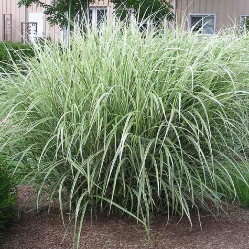 SILVER GRASS - MISCANTHUS SINENSIS – The Plant Hub