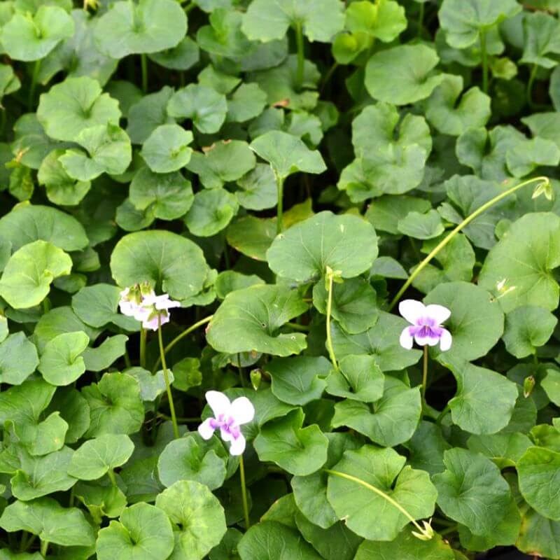 NATIVE VIOLET – The Plant Hub