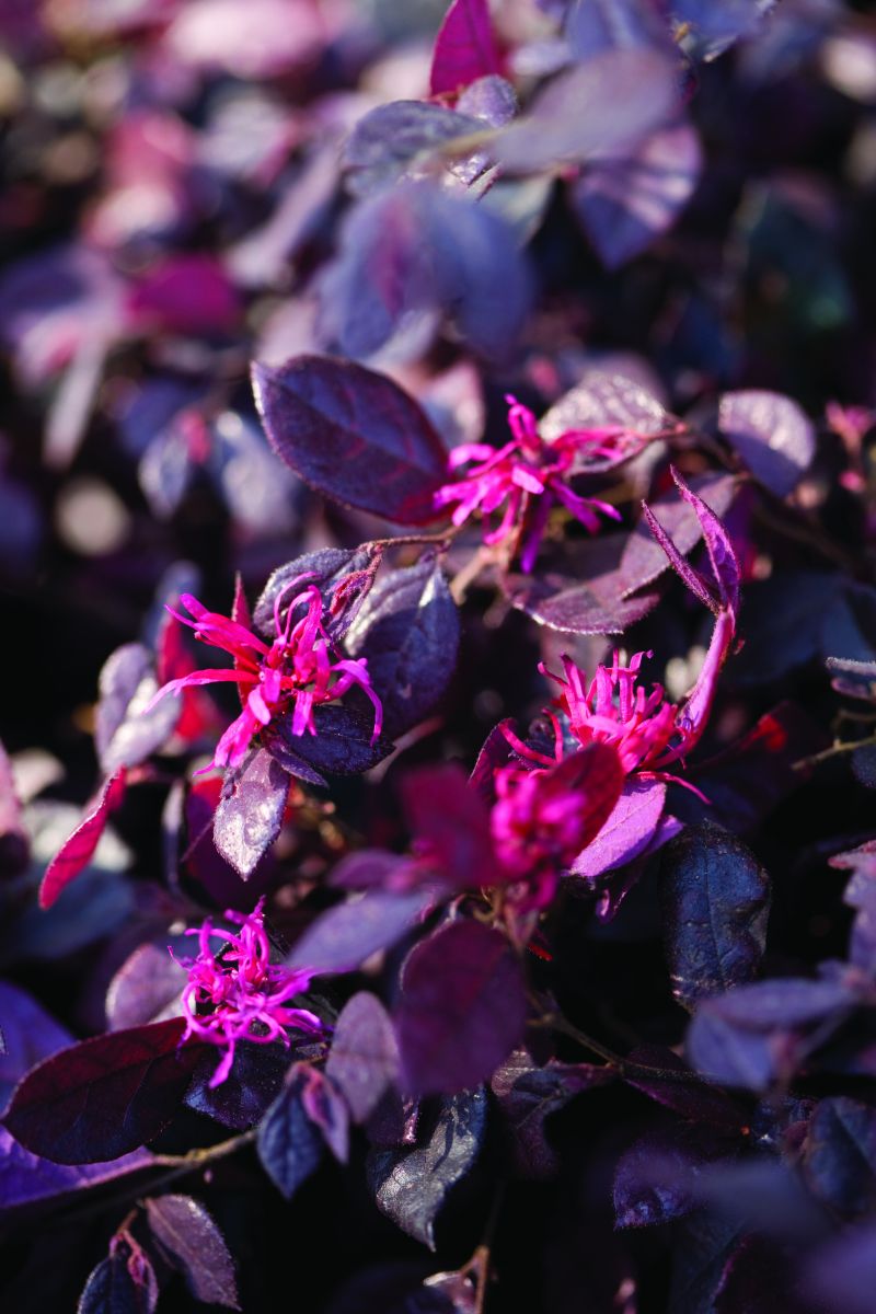 LOROPETALUM PURPLE PIXIE ™ – The Plant Hub