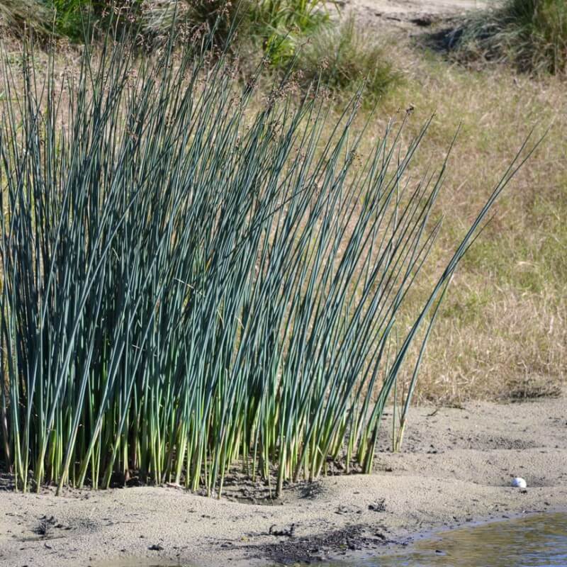 RIVER CLUB RUSH – The Plant Hub