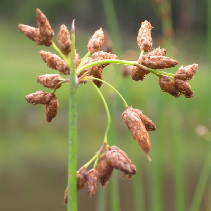 RIVER CLUB RUSH – The Plant Hub