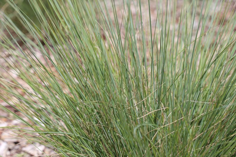 POA 'RUSTIC'™ – The Plant Hub