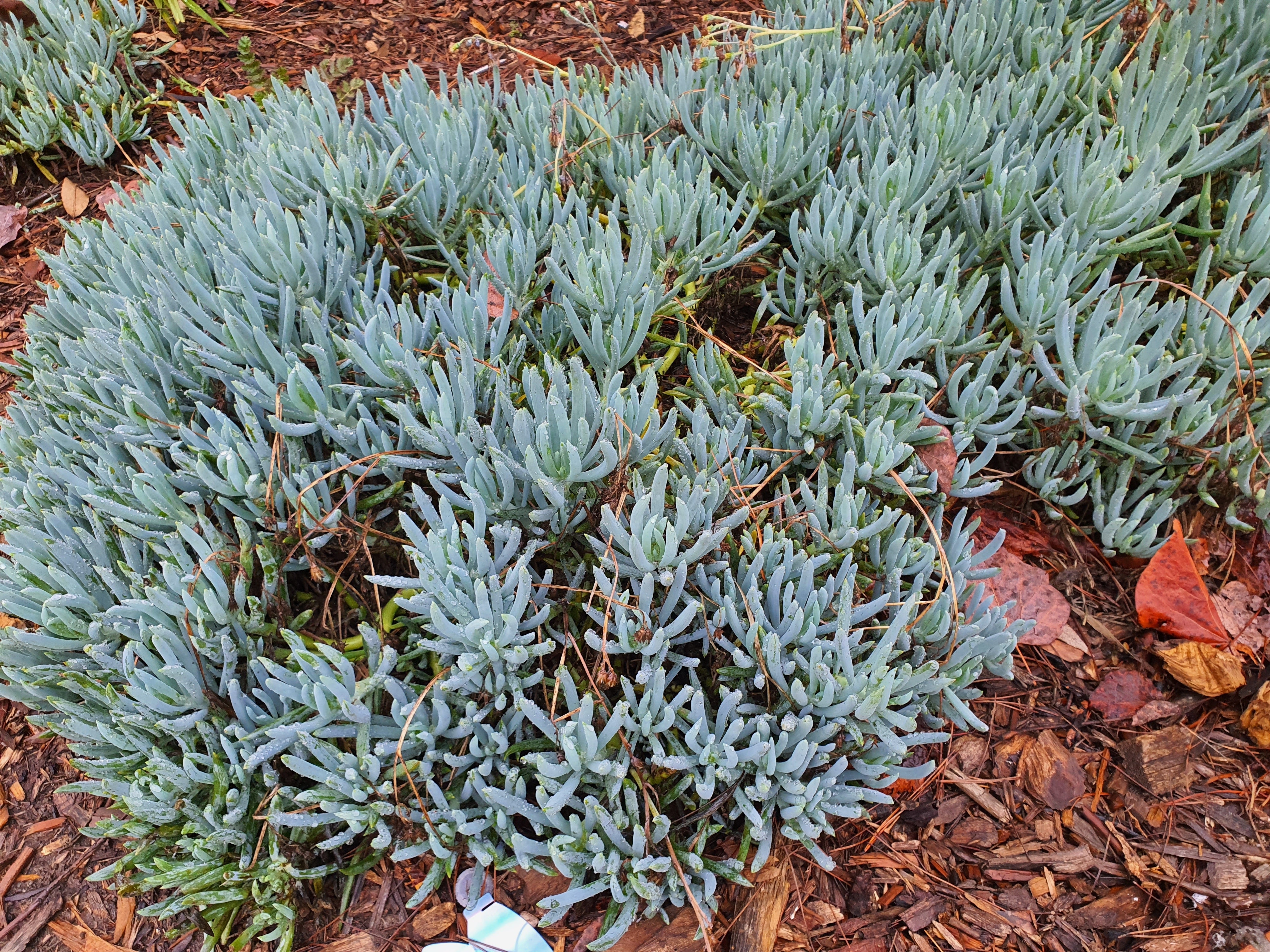 SENECIO BLUE CHALK STICKS DWARF – The Plant Hub