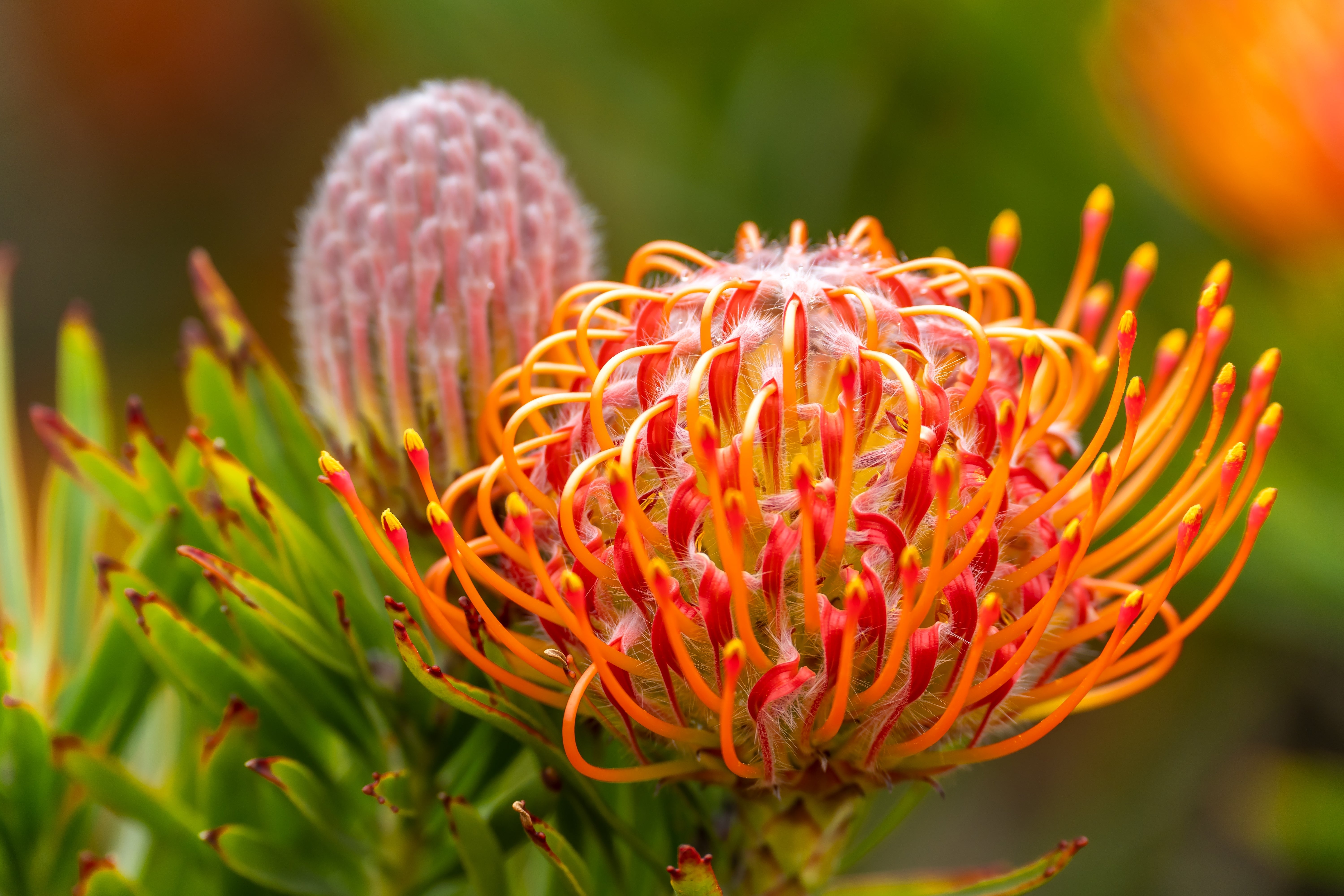 LEUCOSPERMUM TANGO – The Plant Hub