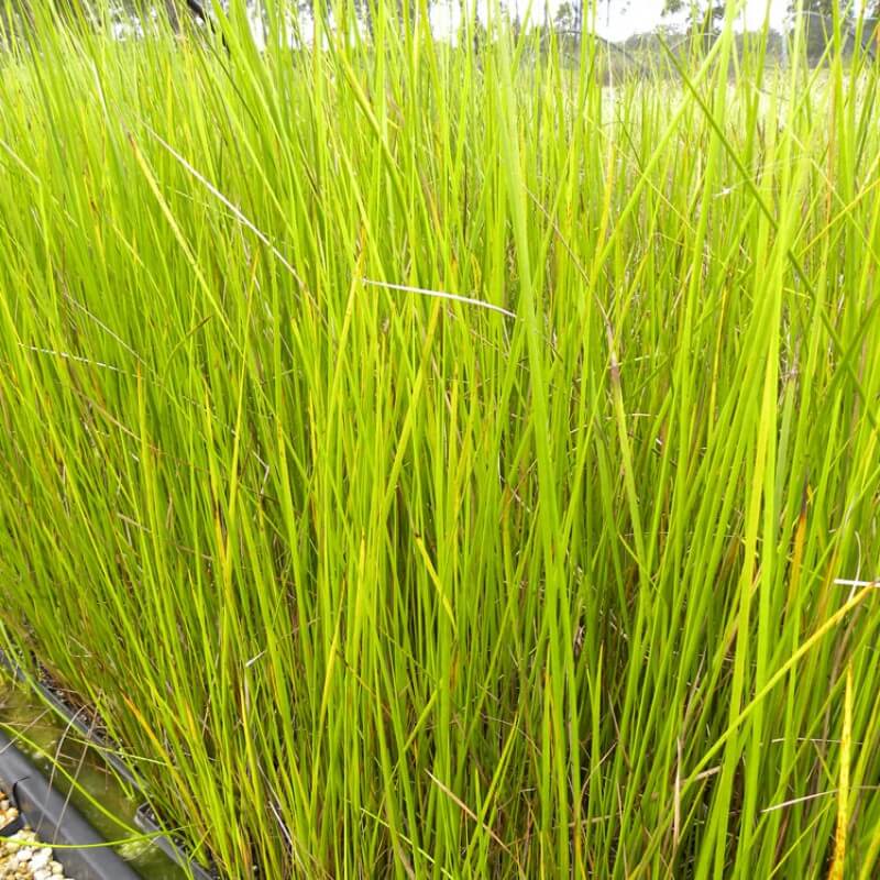 SOFT TWIG RUSH – The Plant Hub