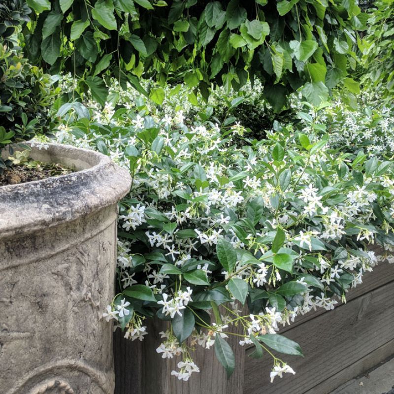 Jasmine Vine Ground Cover How To Grow And Care For Asiatic Jasmine