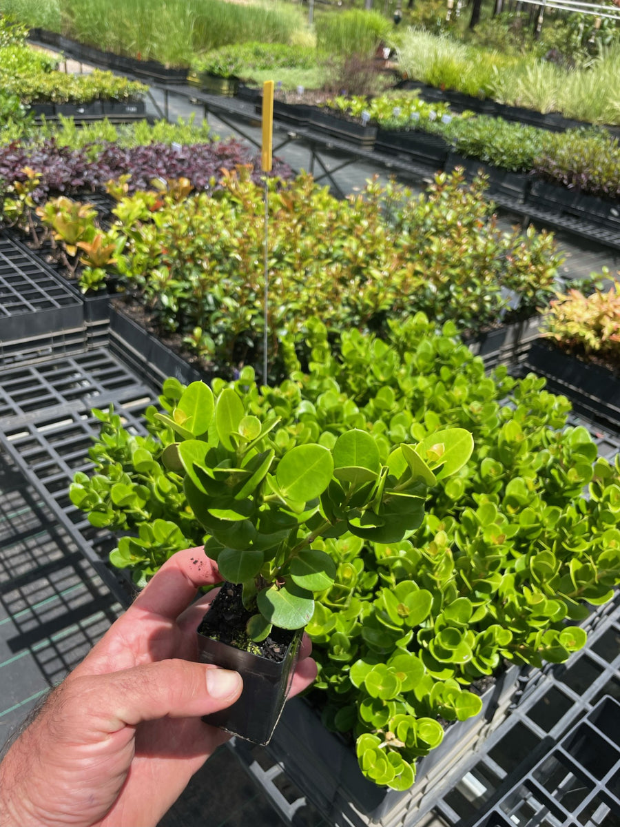 CARISSA DESERT STAR – The Plant Hub