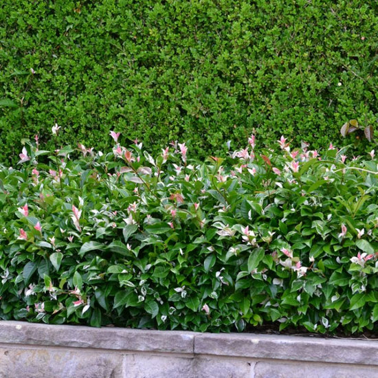 TRI-COLOUR STAR JASMINE – The Plant Hub
