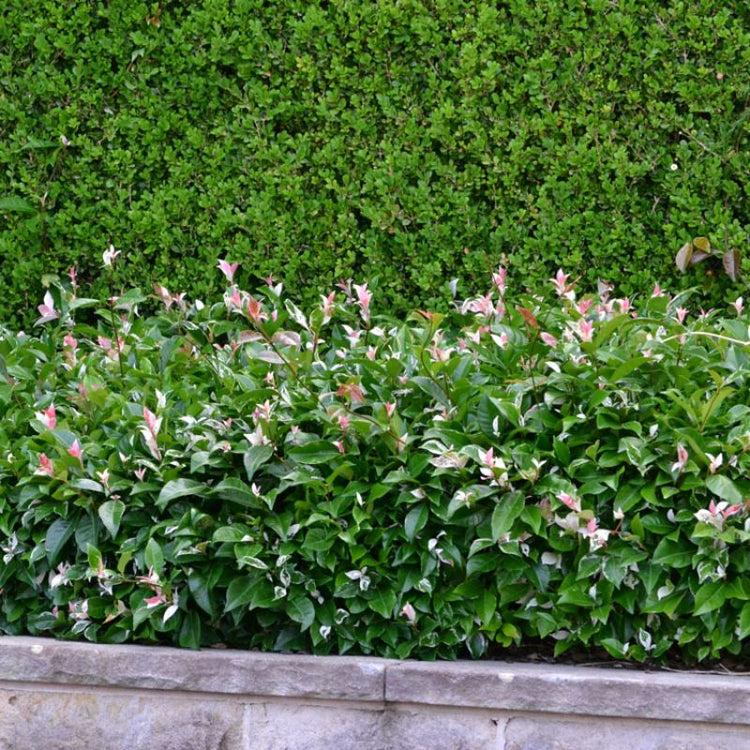 TRI-COLOUR STAR JASMINE – The Plant Hub