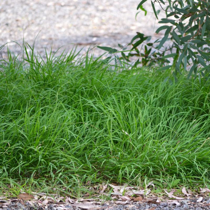 WEEPING GRASS – The Plant Hub