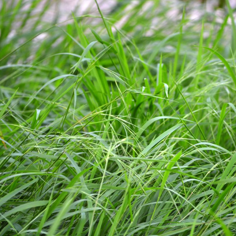 WEEPING GRASS – The Plant Hub